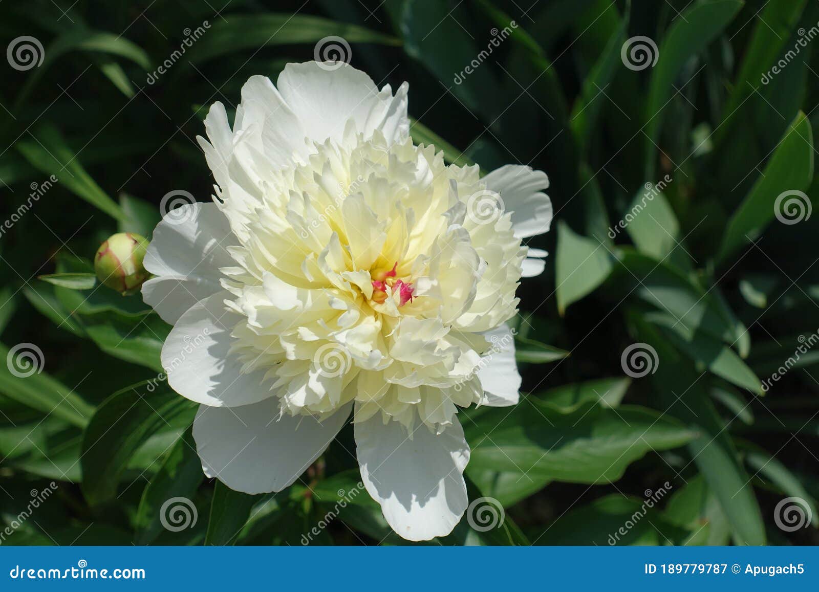 Ivory White Flower of Peony in May Stock Image - Image of florescence ...