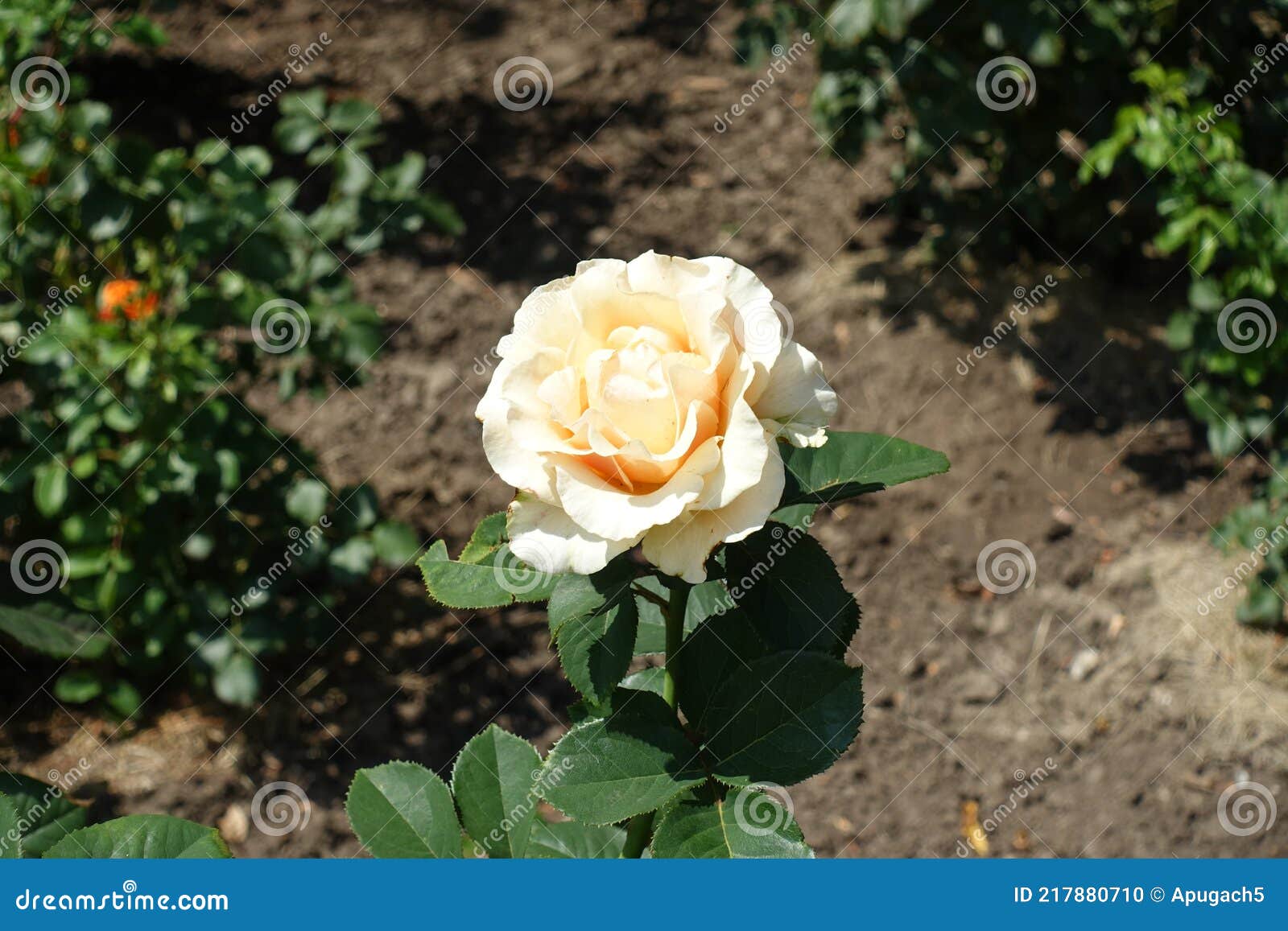 Ivory White Flower of Rose in July Stock Photo - Image of leaflets ...