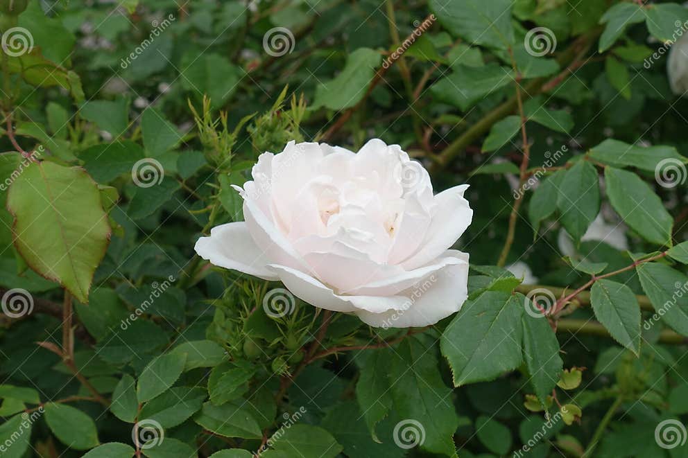 Ivory White Flower of Rose in May Stock Photo - Image of petal, botany ...