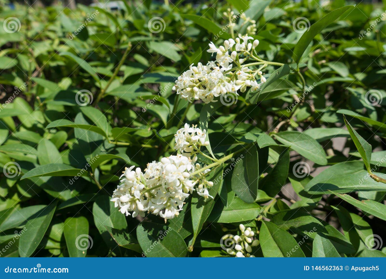 Ivory White Flowers of Privet in Late Spring Stock Image - Image of ...