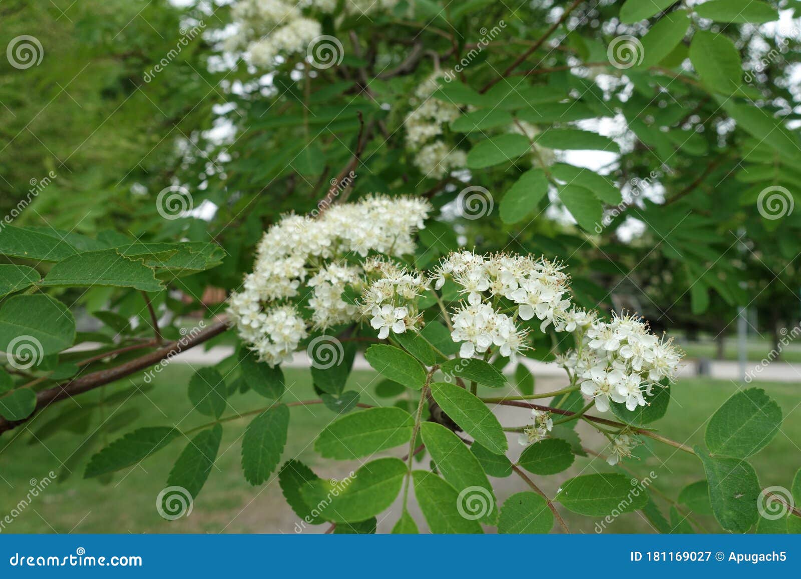 Ivory White Flowers of Rowan Stock Image - Image of inflorescence ...