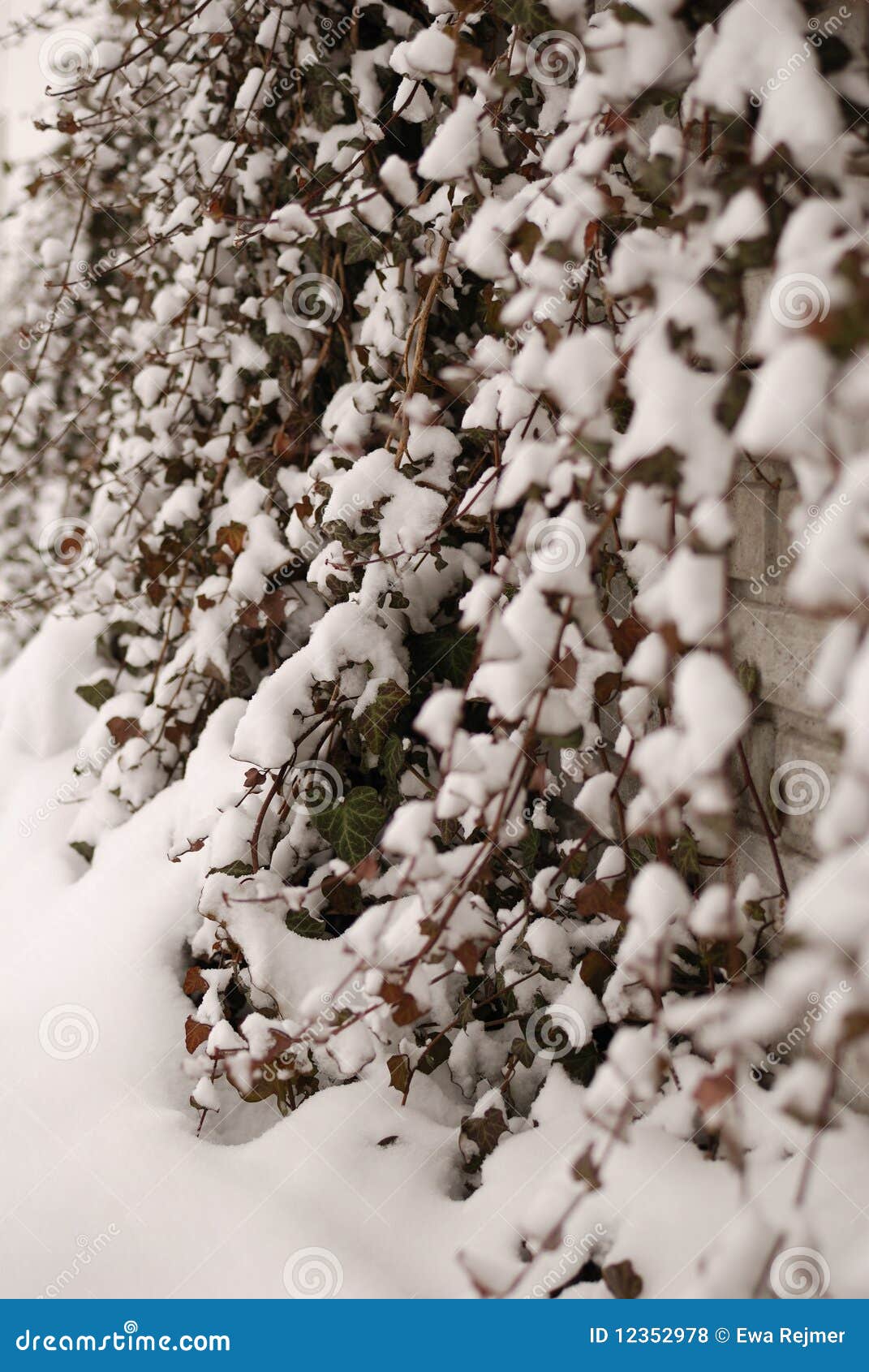 Ivy stock photo. Image of season, frost, white, cold - 12352978