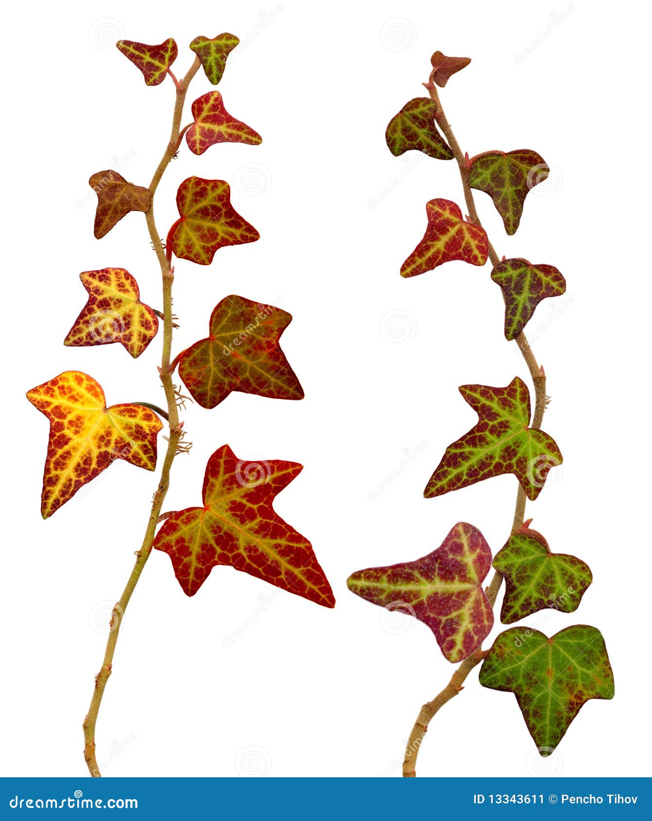 Ivy stock image. Image of diversity, leafage, leaf, structure - 13343611