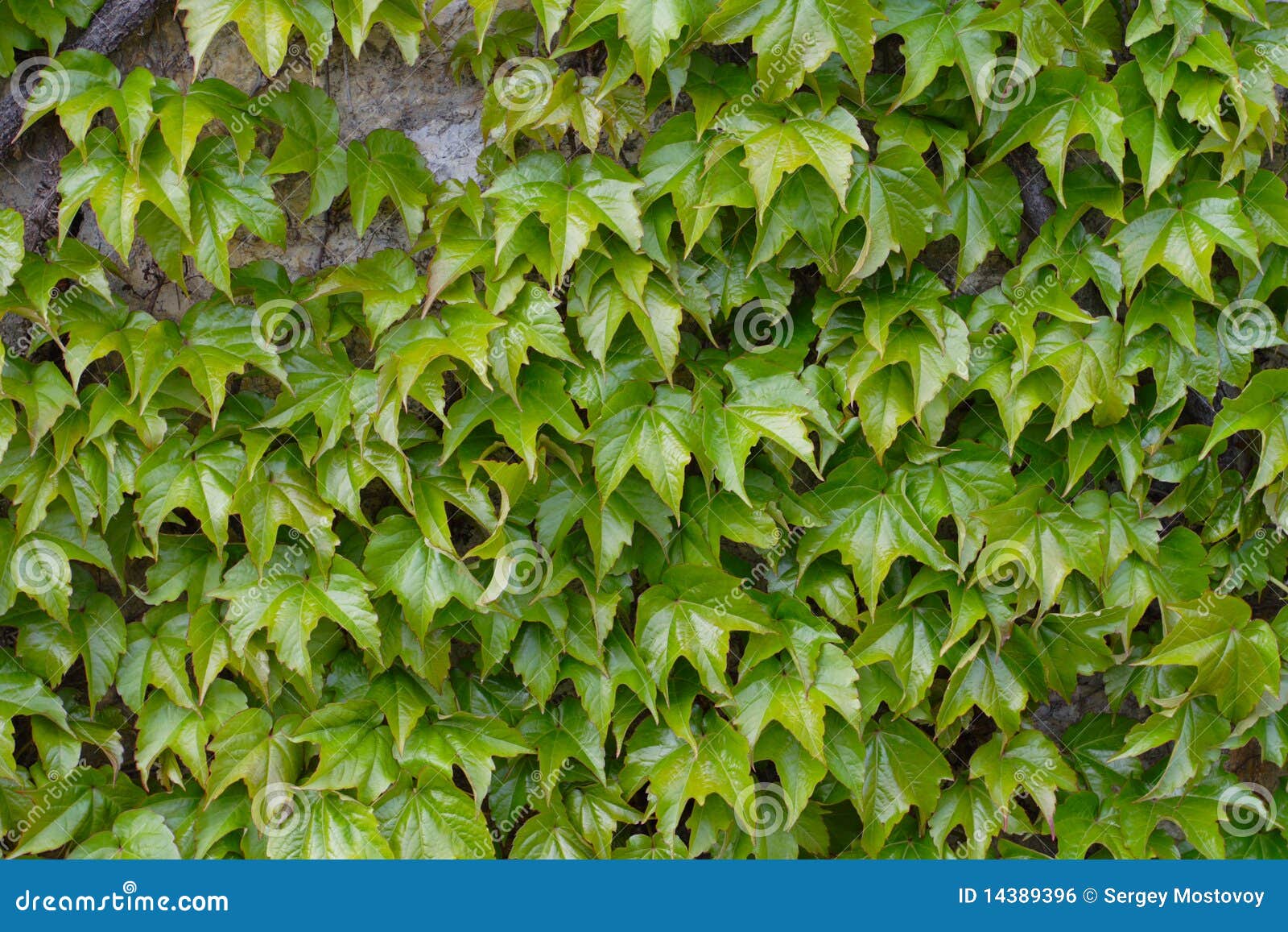 Ivy stock photo. Image of rock, macro, wall, foliage - 14389396
