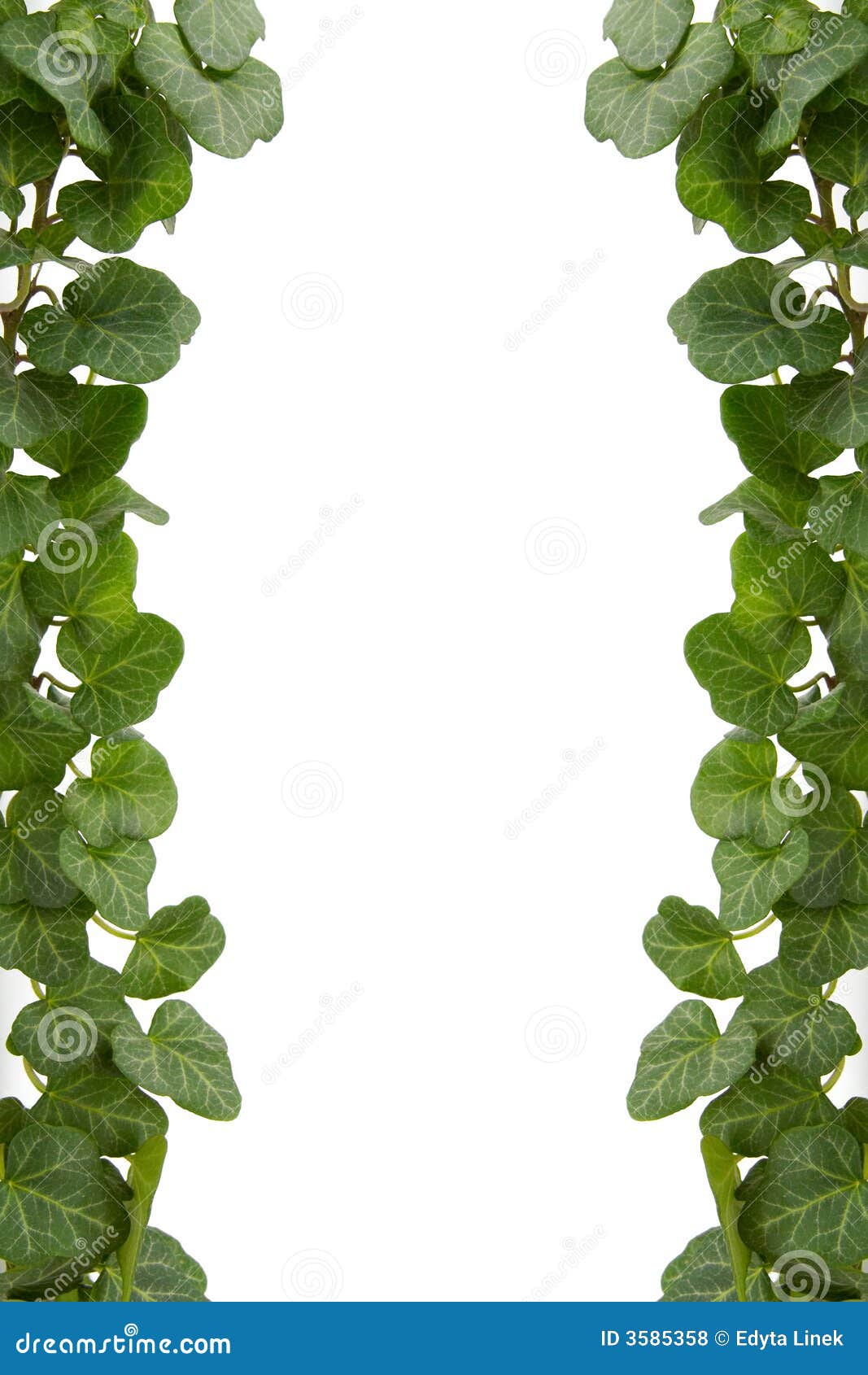 224 Frames Ivy Stock Photos - Free & Royalty-Free Stock Photos from ...