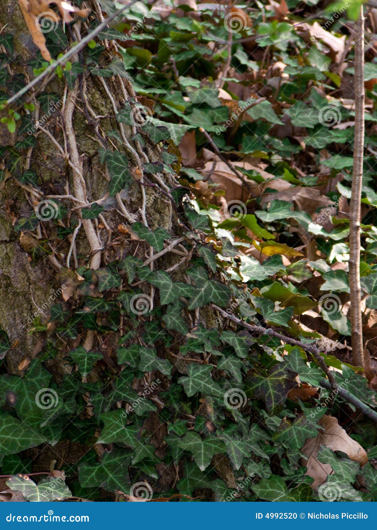 Ivy stock photo. Image of vine, vegetation, green, forest - 4992520