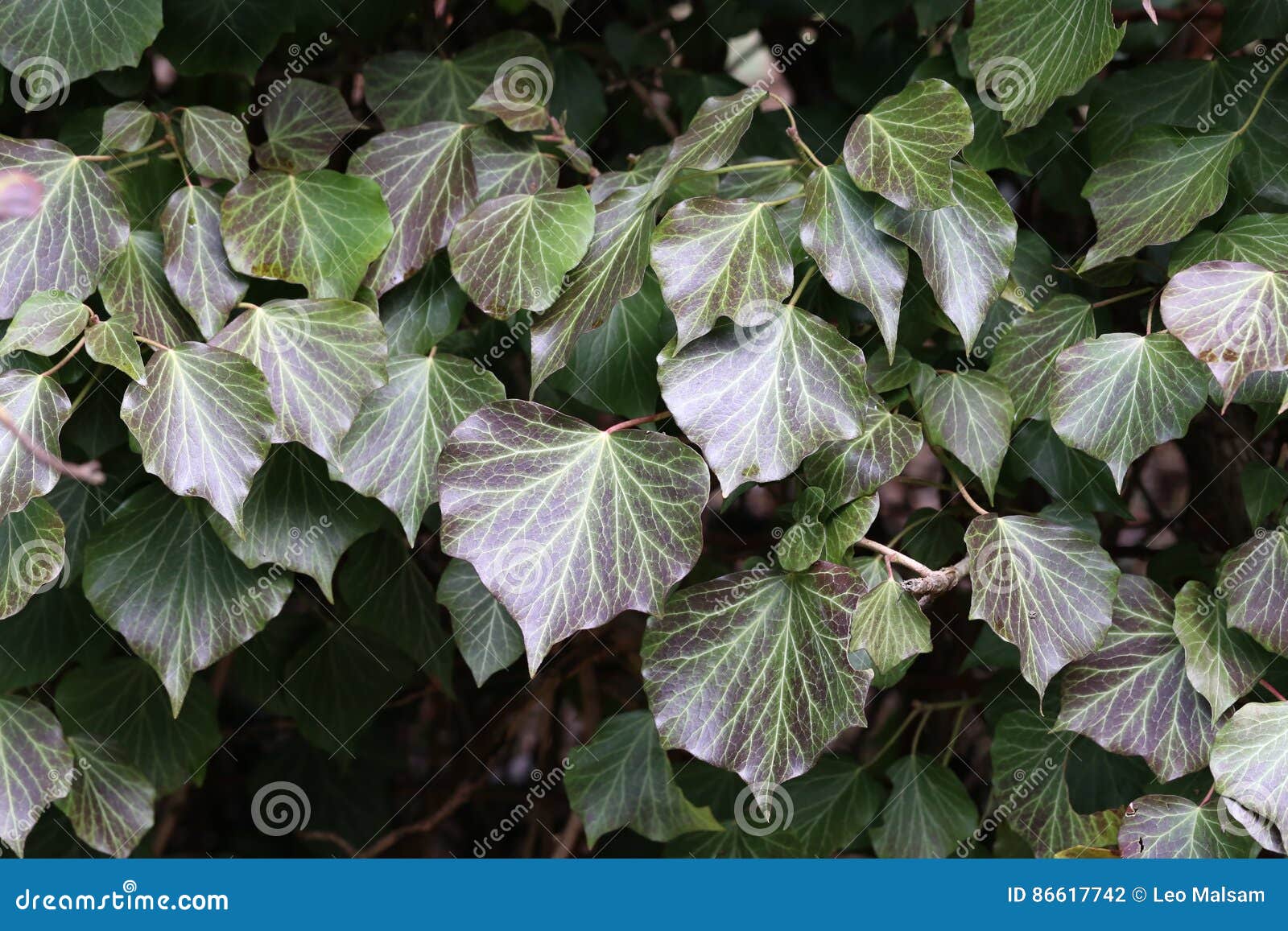 Radici avventizie foto stock - Iscriviti Gratis