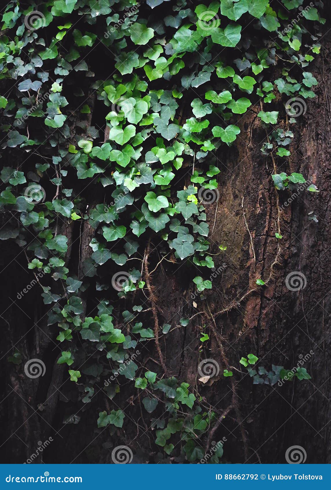 Ivy around the tree stock photo. Image of summer, climbing - 88662792