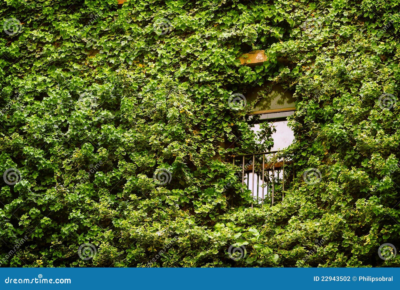 Ivy around window stock photo. Image of plant, ornamental - 22943502