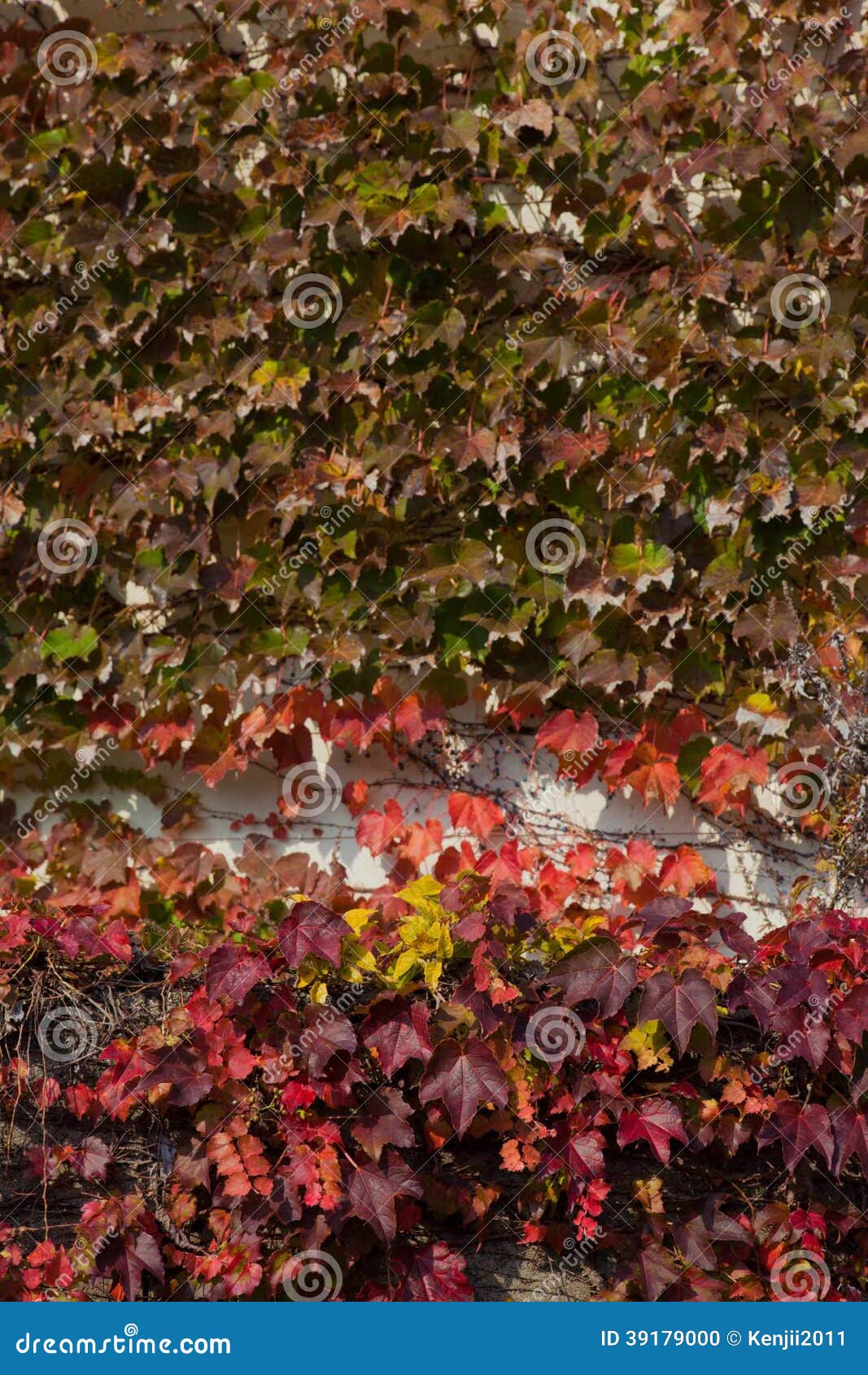 Ivy that Autumn Leaves in the Fall Stock Photo - Image of natural ...