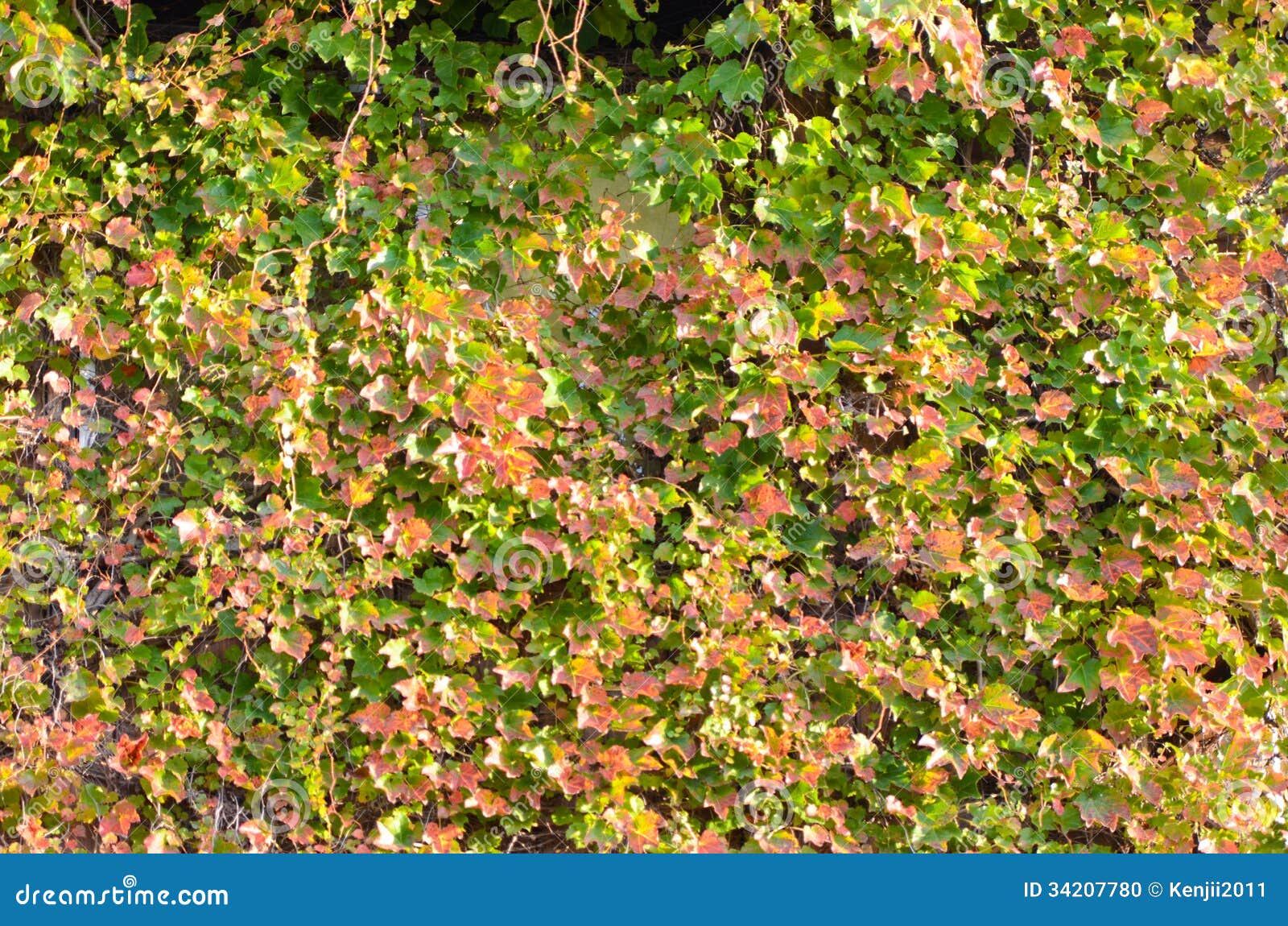 Ivy in autumn stock photo. Image of leaves, creep, climb - 34207780