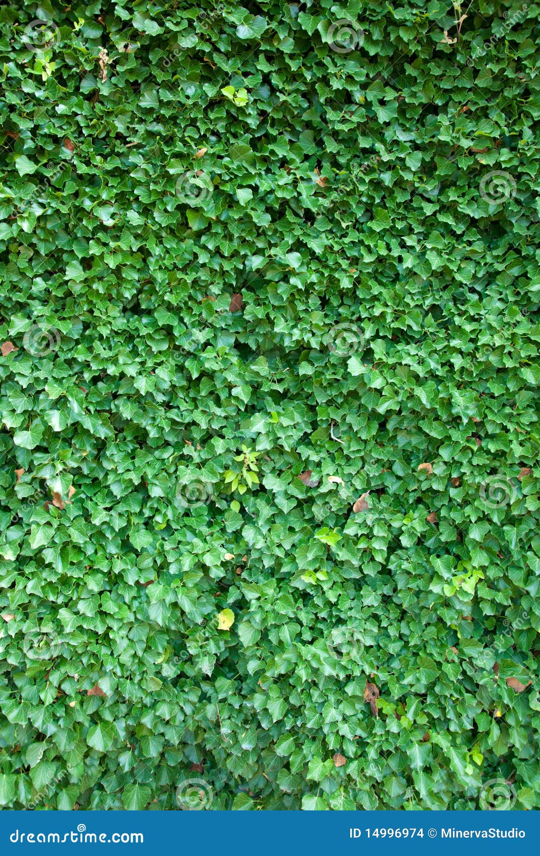 Ivy background stock photo. Image of botany, growth, outdoor - 14996974