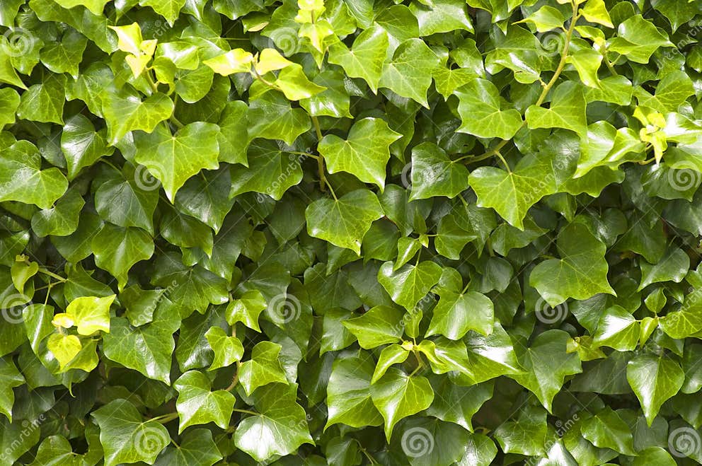 Ivy background stock image. Image of detail, green, background - 24820365