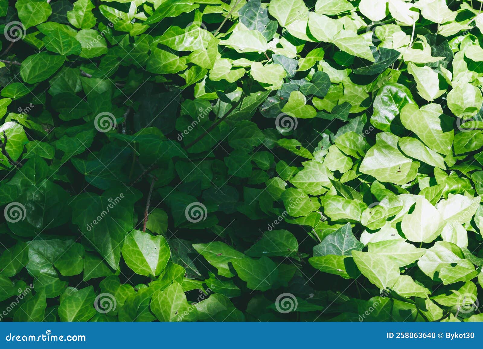 Green Thickets of Ivy. Natural Background with Leaves Stock Photo ...