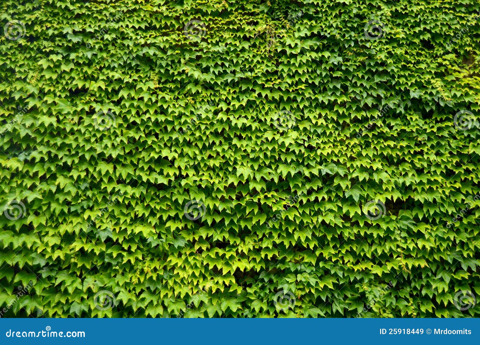 Ivy Background stock image. Image of climbing, abstract - 25918449