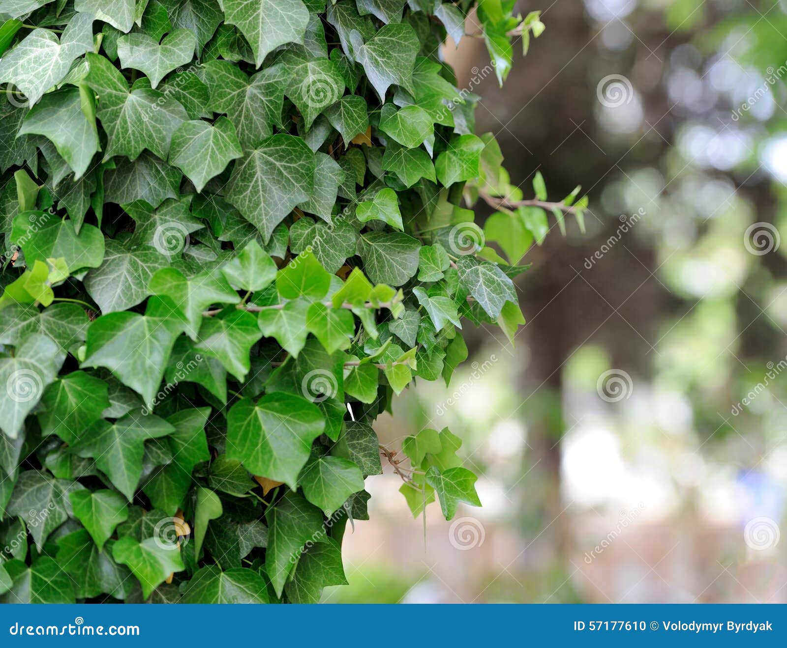 Ivy background stock photo. Image of hedge, climber, exterior - 57177610