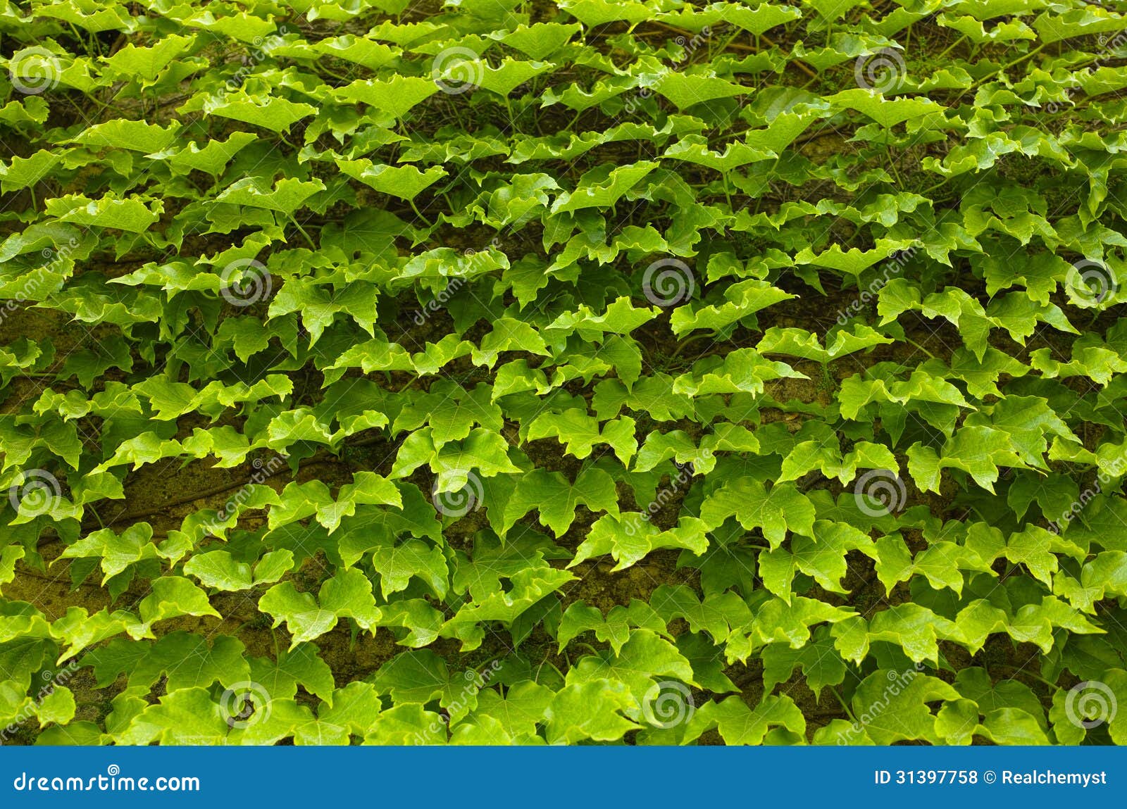 Ivy background stock photo. Image of leafs, ground, detail - 31397758