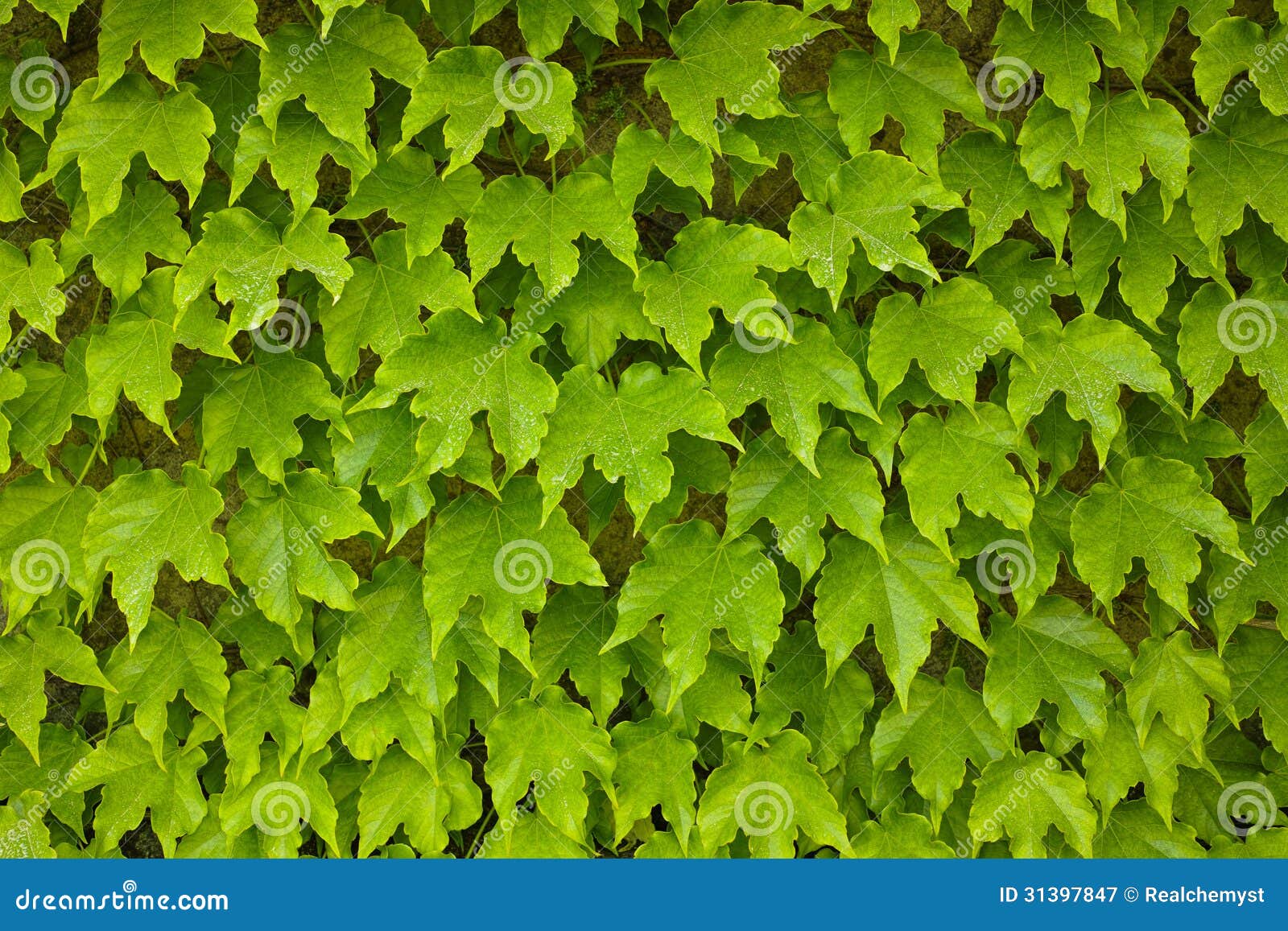 Ivy background stock image. Image of floral, foliage - 31397847