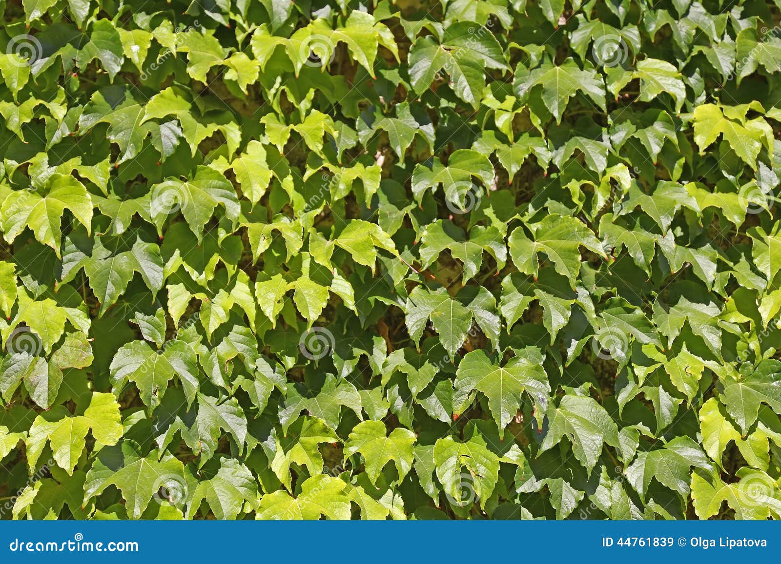 Ivy background stock image. Image of green, outdoors - 44761839