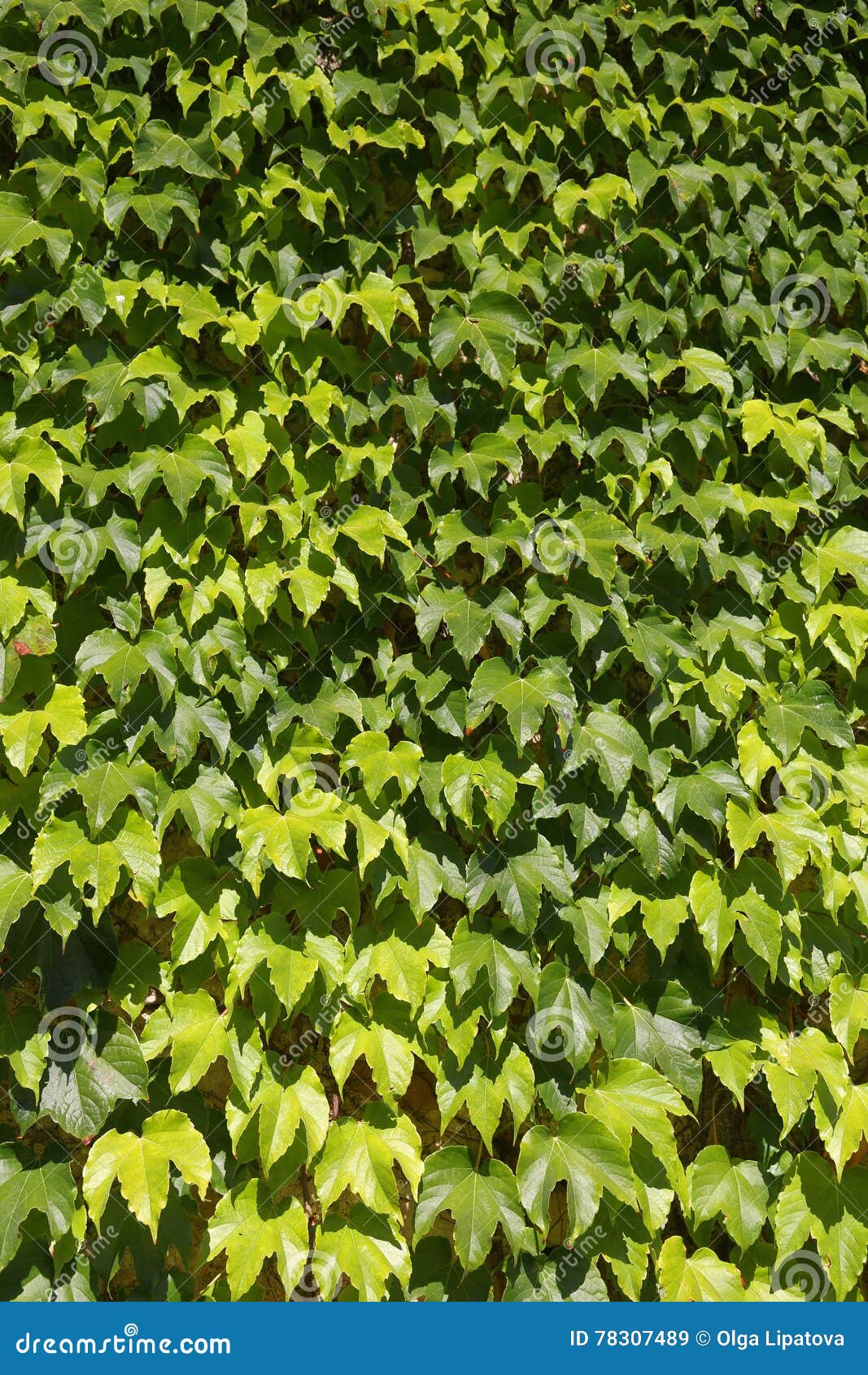 Ivy background stock image. Image of green, full, lush - 78307489