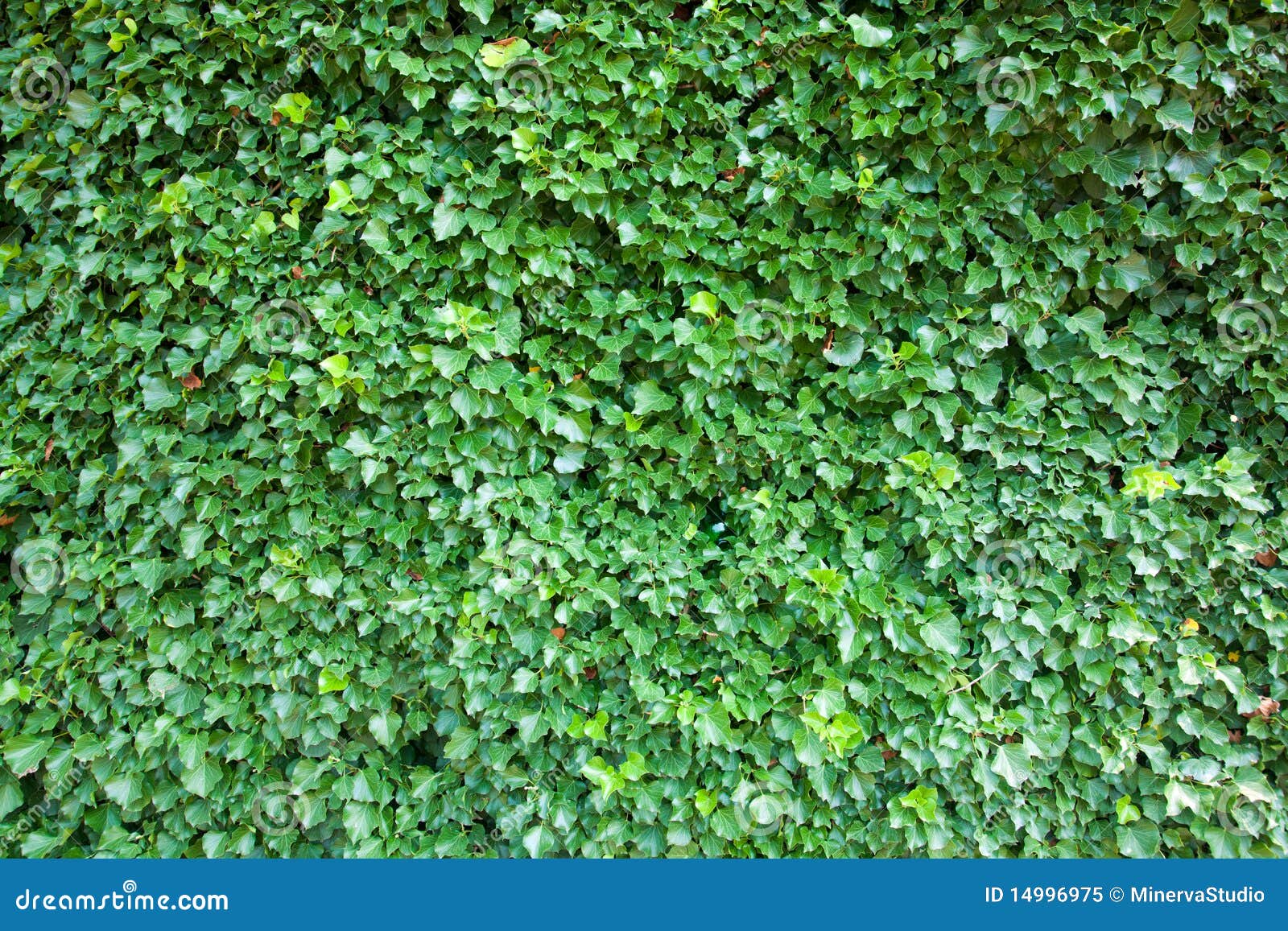 Ivy Background High Resolution Stock Image - Image of climb, foliage ...