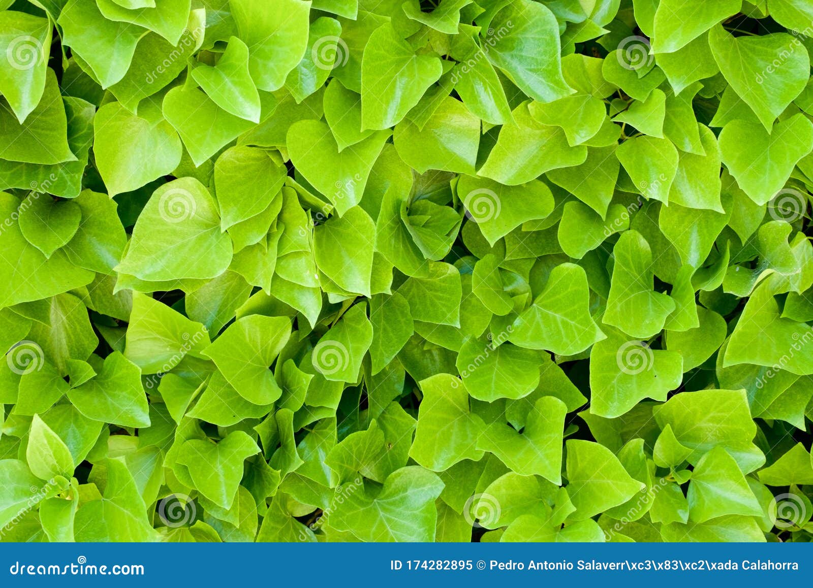 Ivy background view stock image. Image of decorative - 174282895