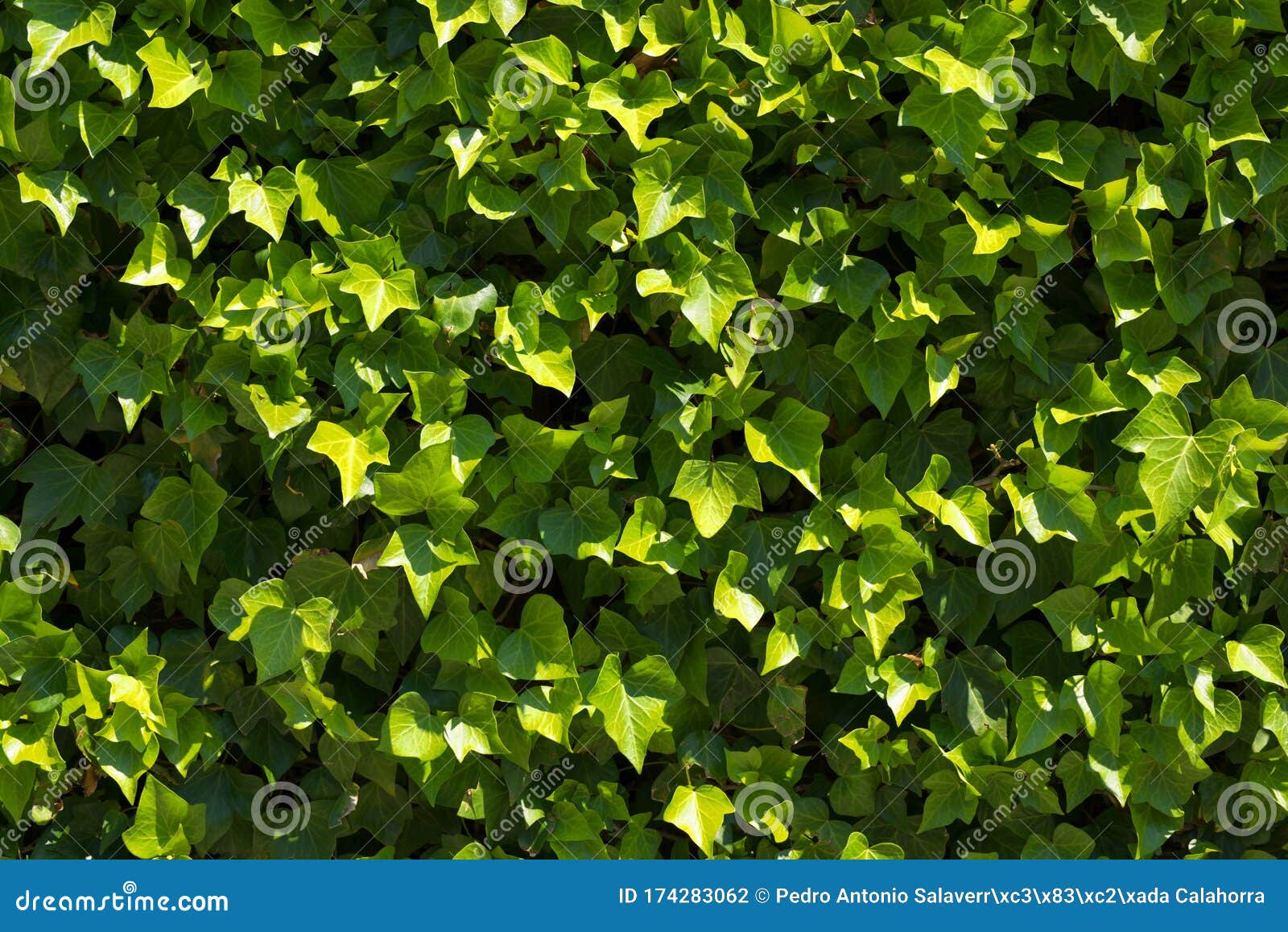 Ivy background view stock photo. Image of dense, foliage - 174283062