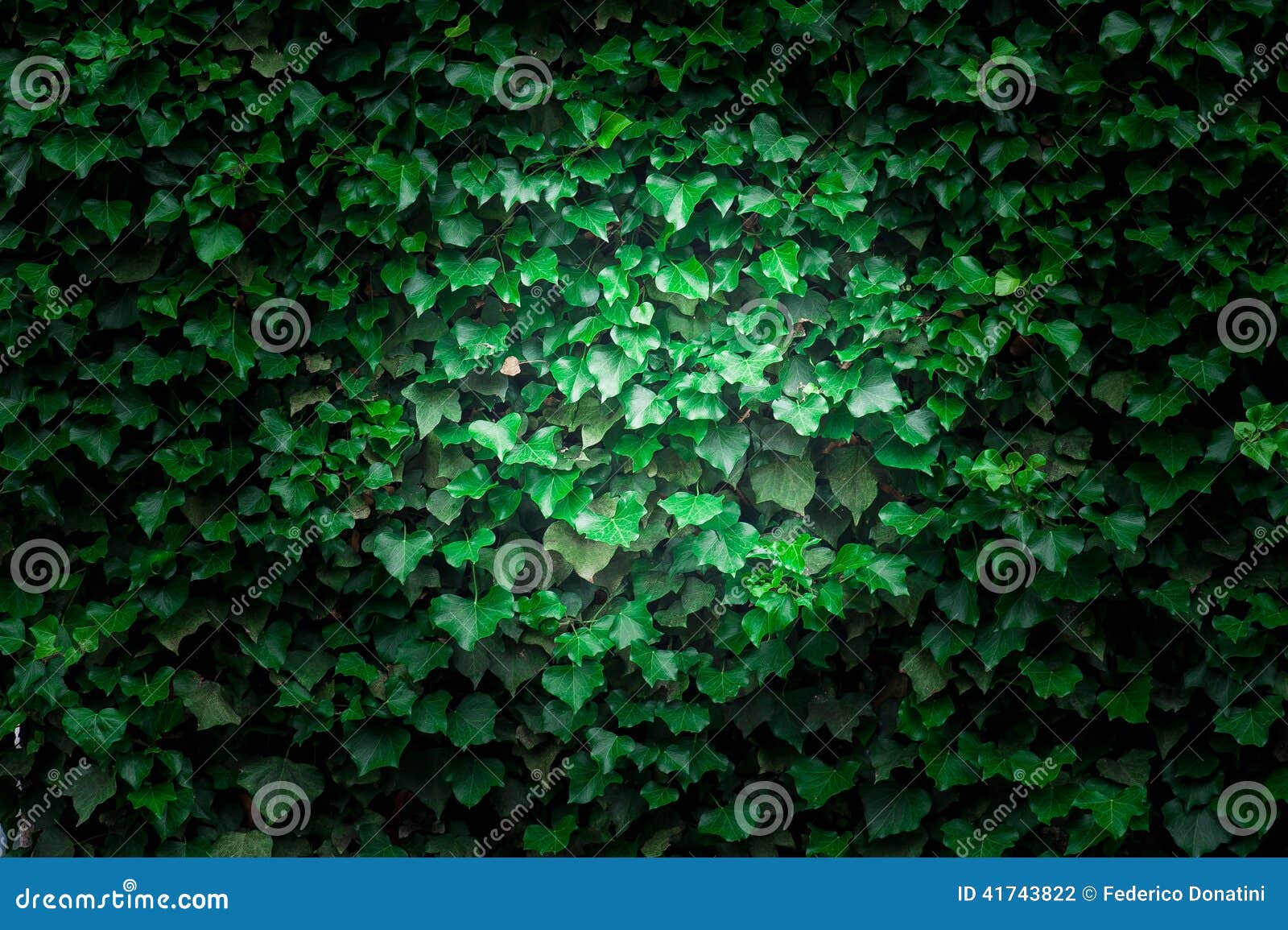 Ivy background stock photo. Image of chlorophyll, green - 41743822