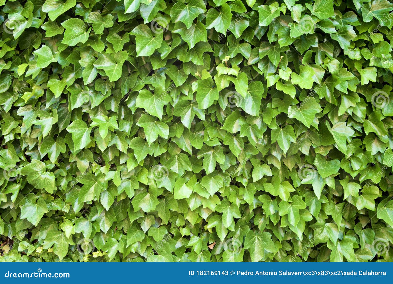 Ivy background view stock image. Image of growing, environment - 182169143