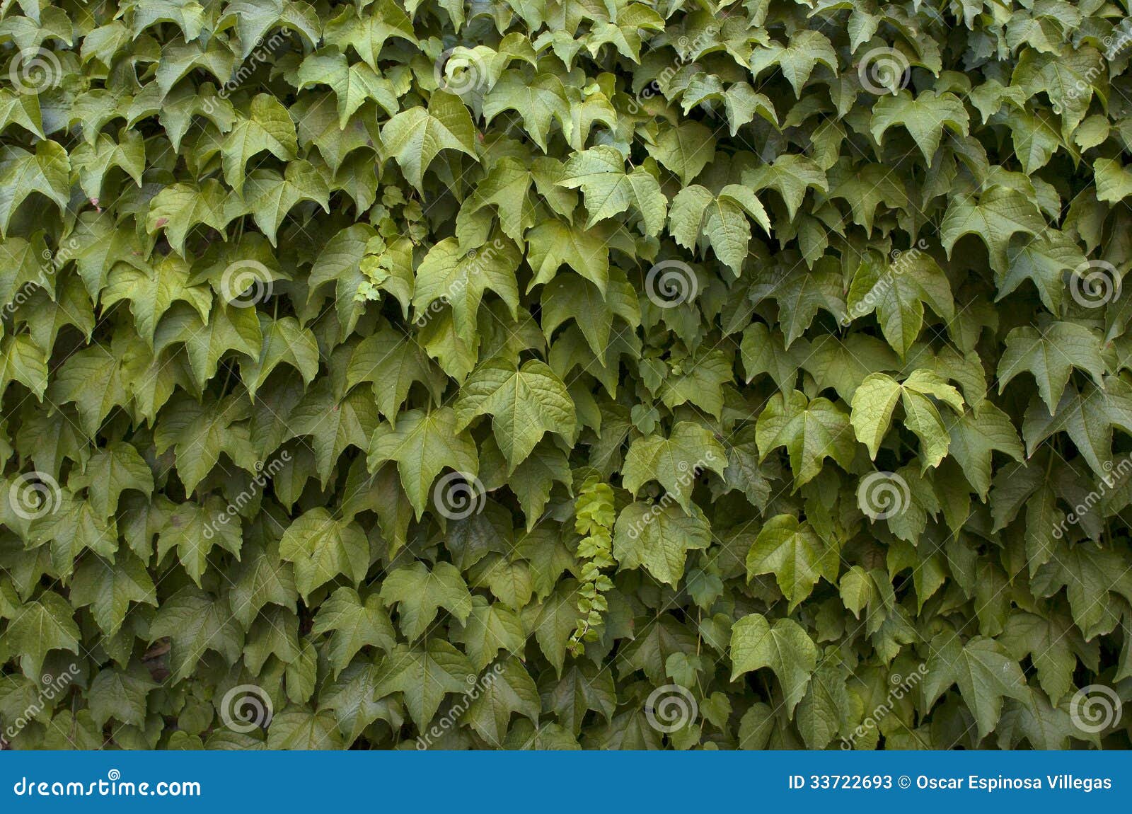 Ivy background stock image. Image of blue, plant, wall - 33722693