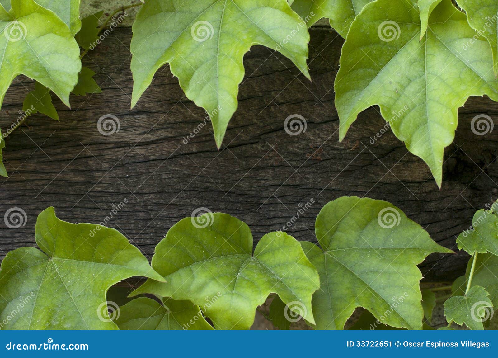 Ivy background stock image. Image of window, texture - 33722651