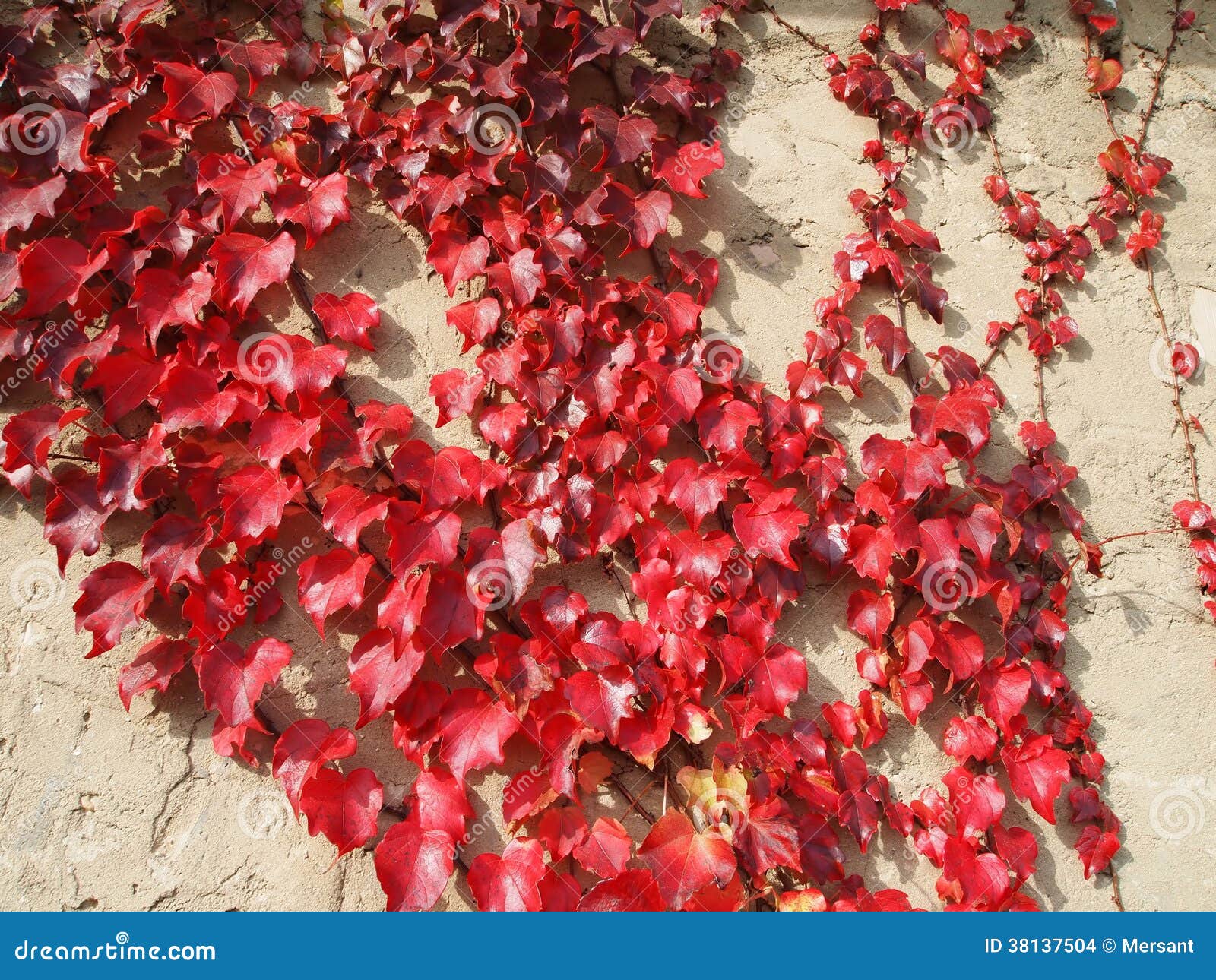 Ivy stock photo. Image of building, natural, wall, ives - 38137504