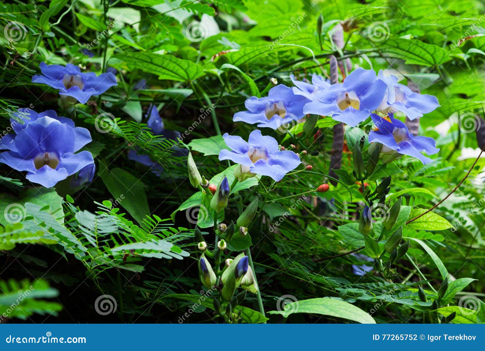Ivy with blue flowers stock photo. Image of garden, season - 77265752