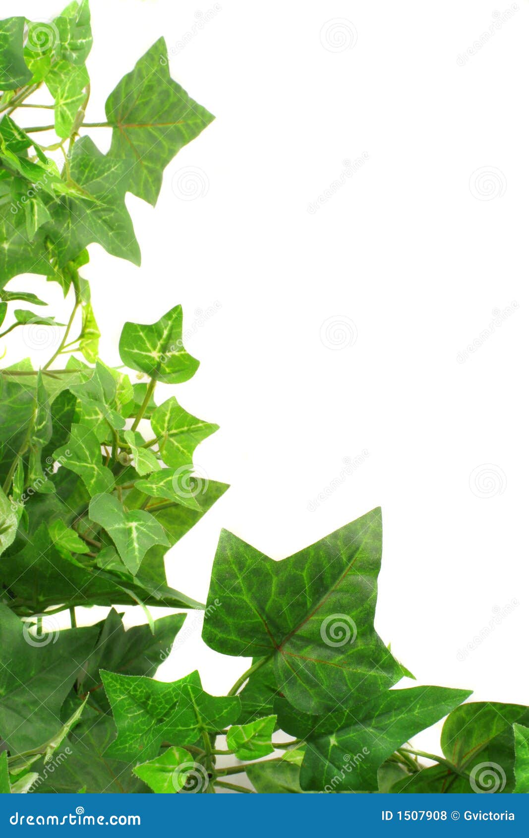 Ivy border stock photo. Image of botany, growth, frames - 1507908