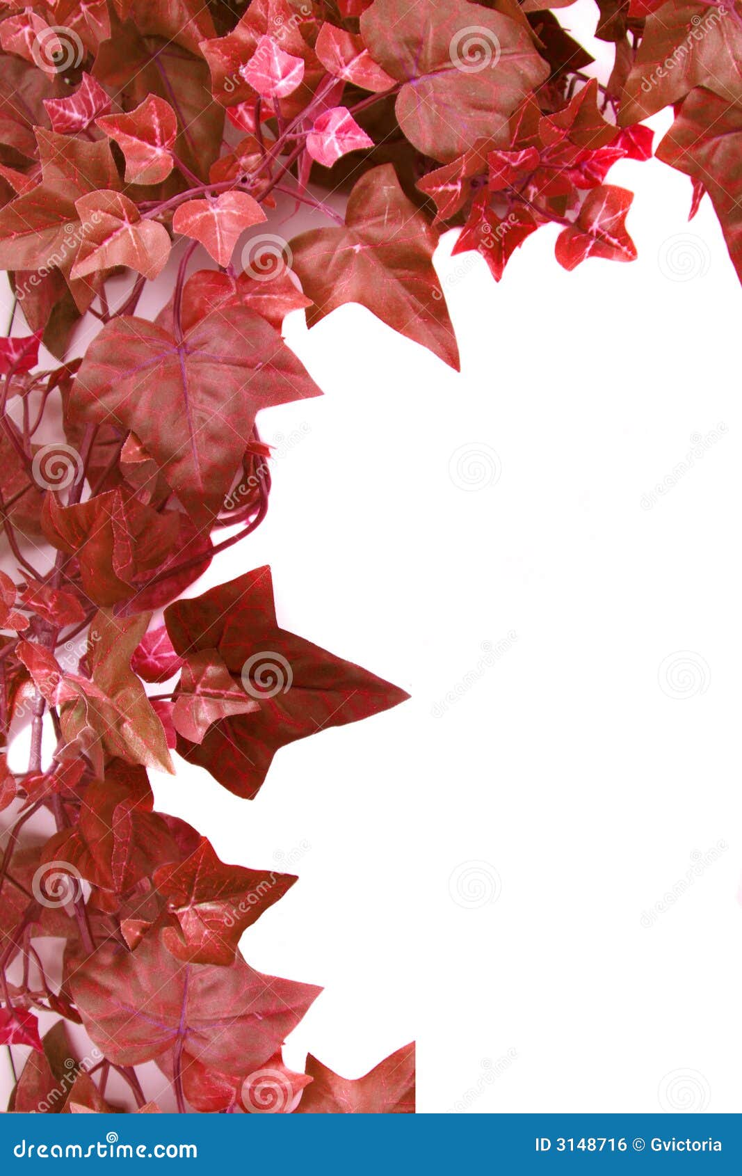 Ivy border stock photo. Image of plant, vine, frames, frame - 3148716