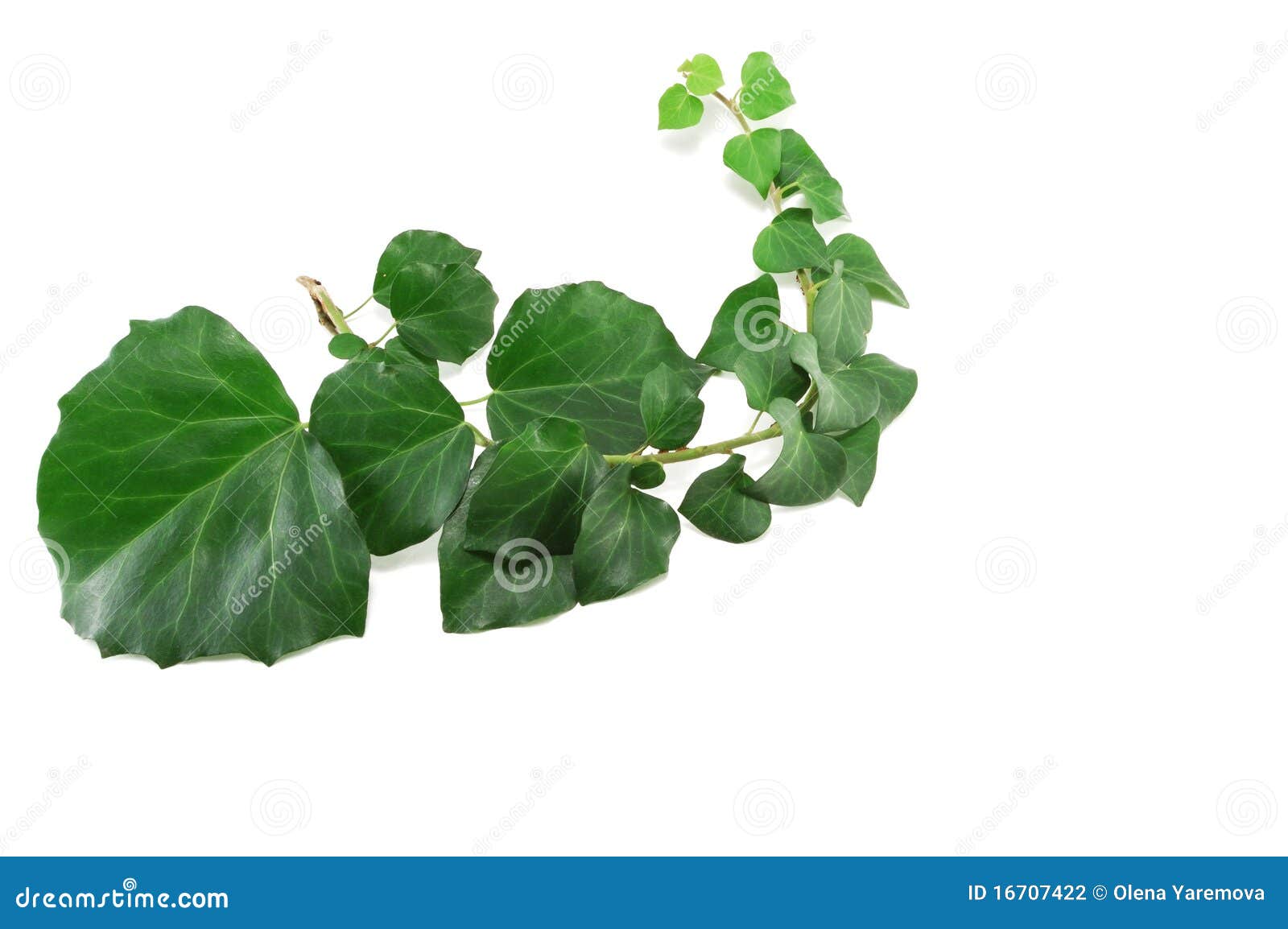 Ivy branch stock photo. Image of garden, season, plant - 16707422