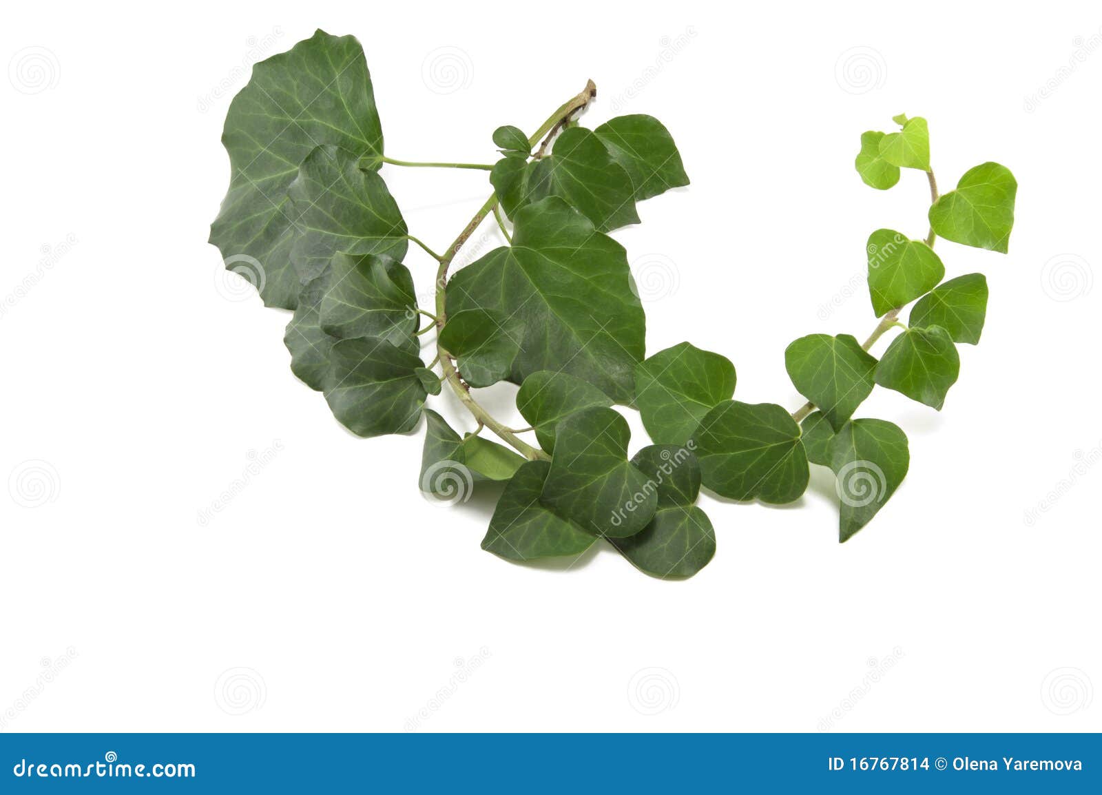 Ivy branch stock photo. Image of decor, nature, core - 16767814