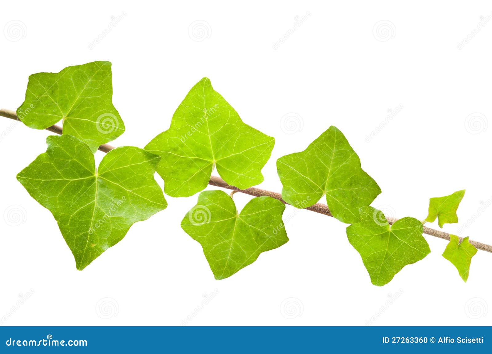 Ivy branch stock photo. Image of branch, bunch, perennial - 27263360