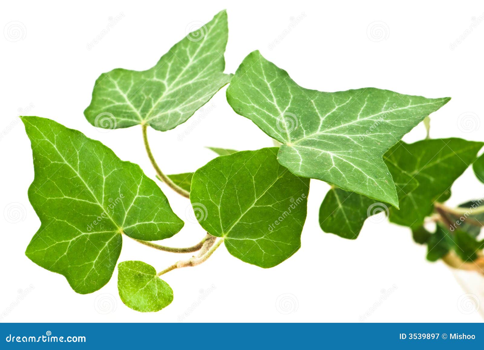 Ivy branch stock image. Image of flora, decoration, object - 3539897