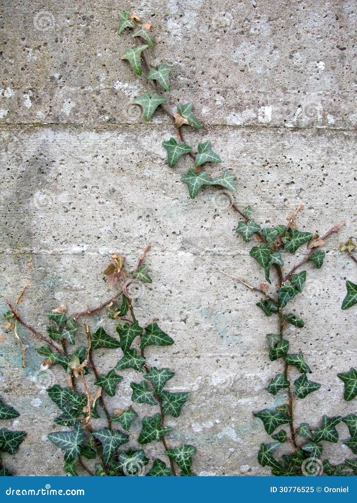 Ivy stock image. Image of flora, nature, branch, green - 30776525