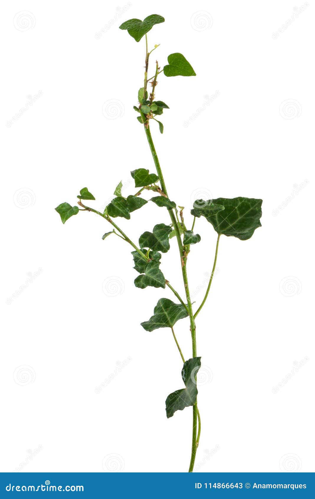 Ivy branch stock image. Image of veined, decoration - 114866643