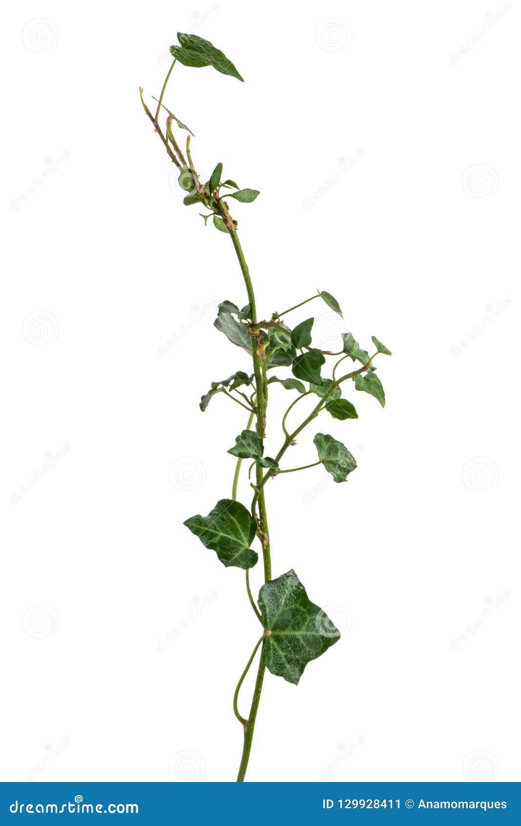 Ivy branch isolated stock image. Image of green, perennial - 129928411