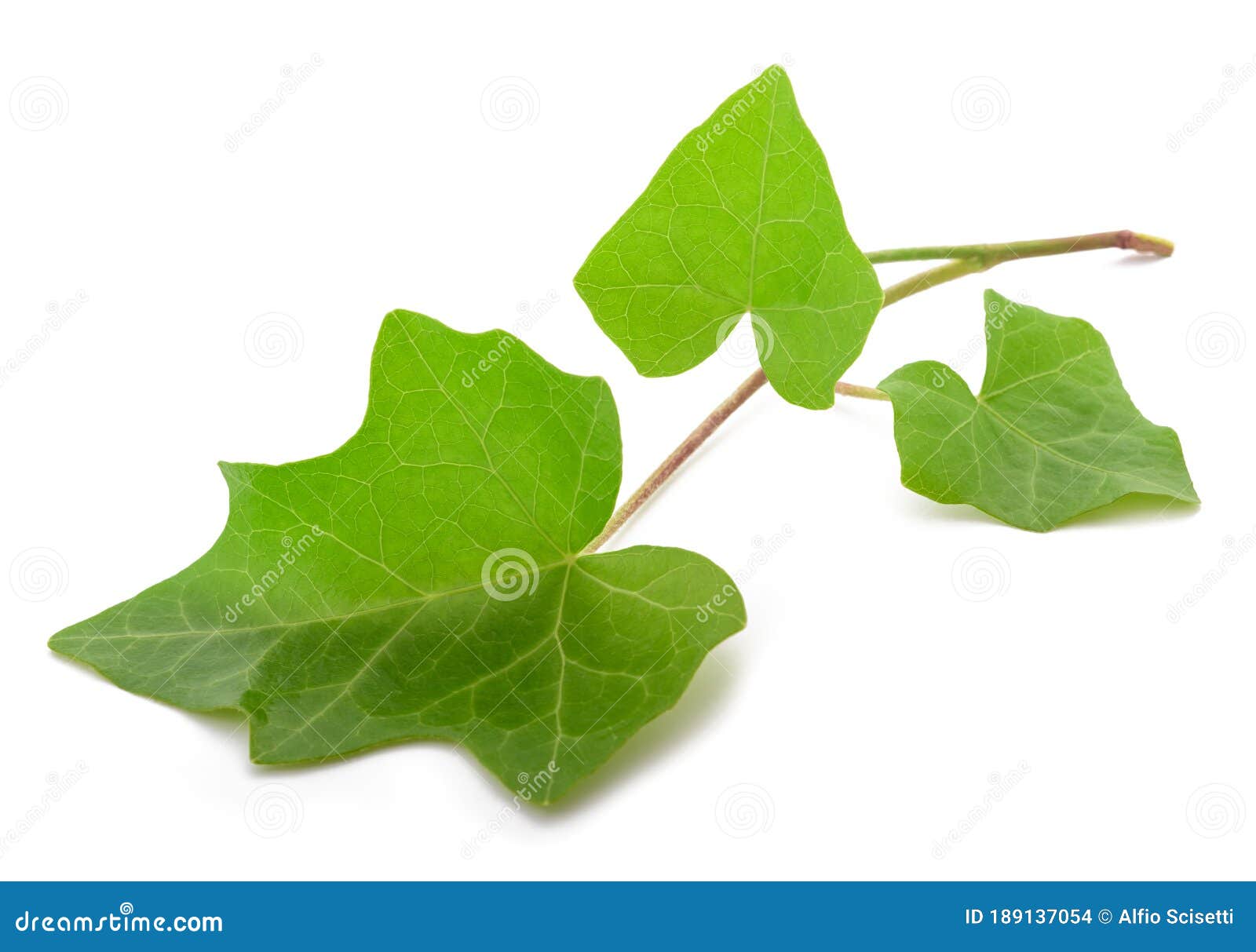 Ivy branch stock photo. Image of white, green, twig - 189137054