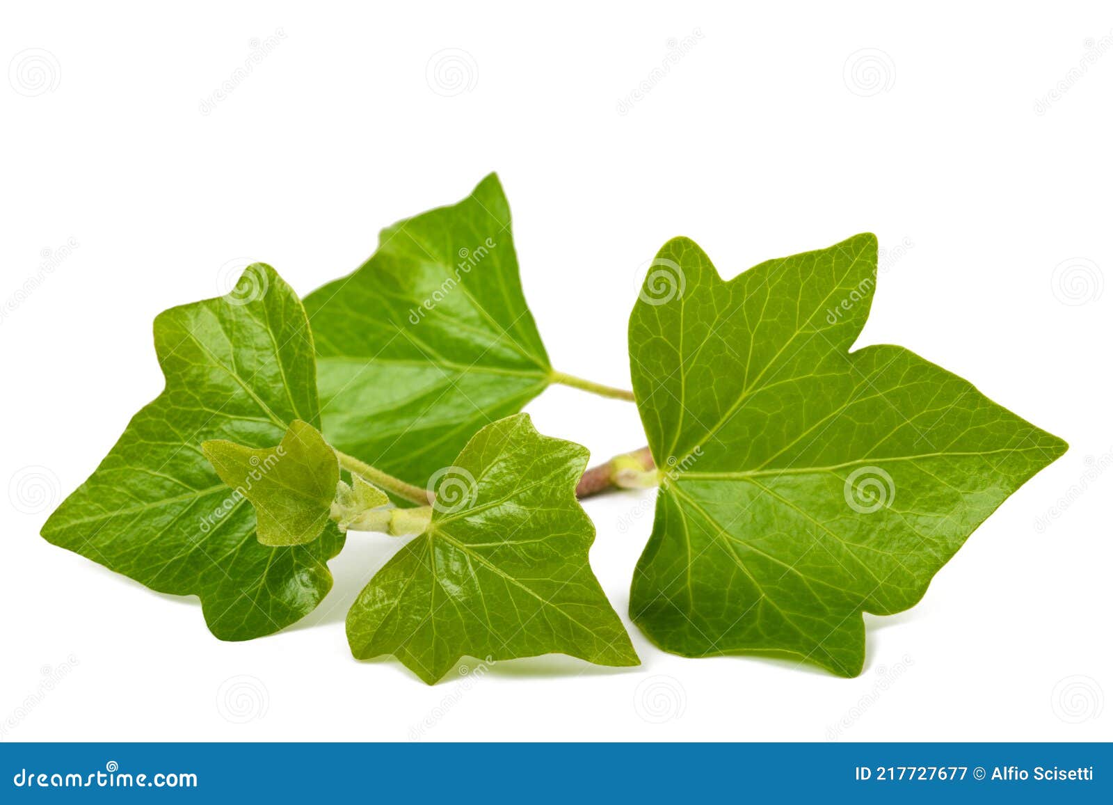 Ivy branch stock image. Image of english, twig, veined - 217727677