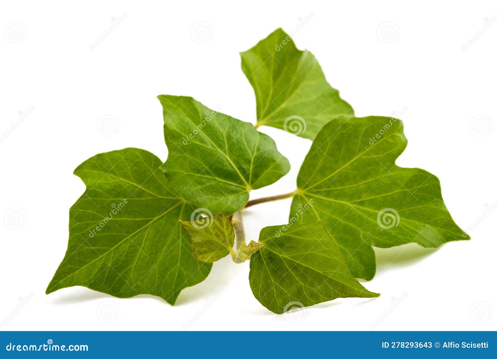 Ivy branch stock image. Image of nature, vine, ornament - 278293643