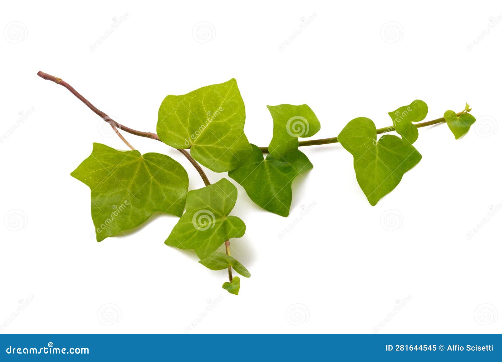 Ivy branch stock image. Image of isolated, leaf, creeper - 281644545