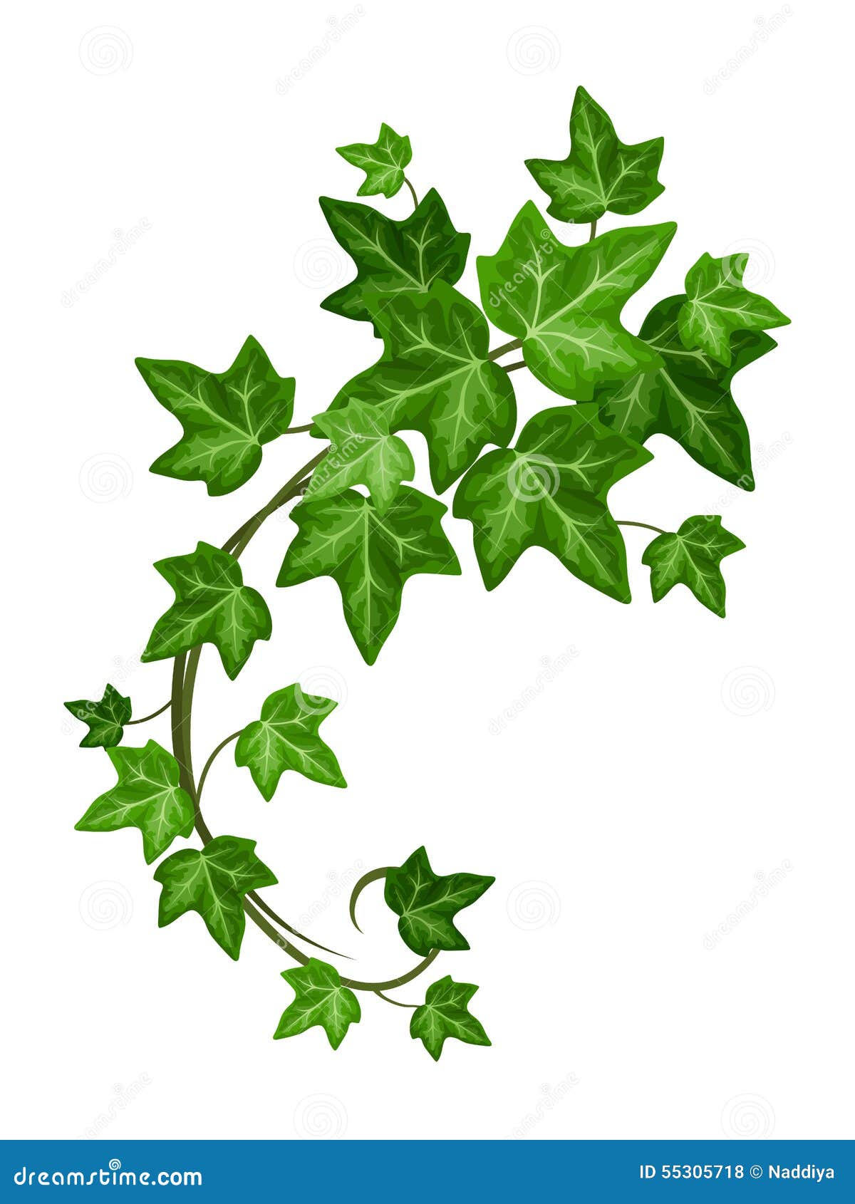 Ivy Branch. Vector Illustration. Stock Vector - Illustration: 55305718