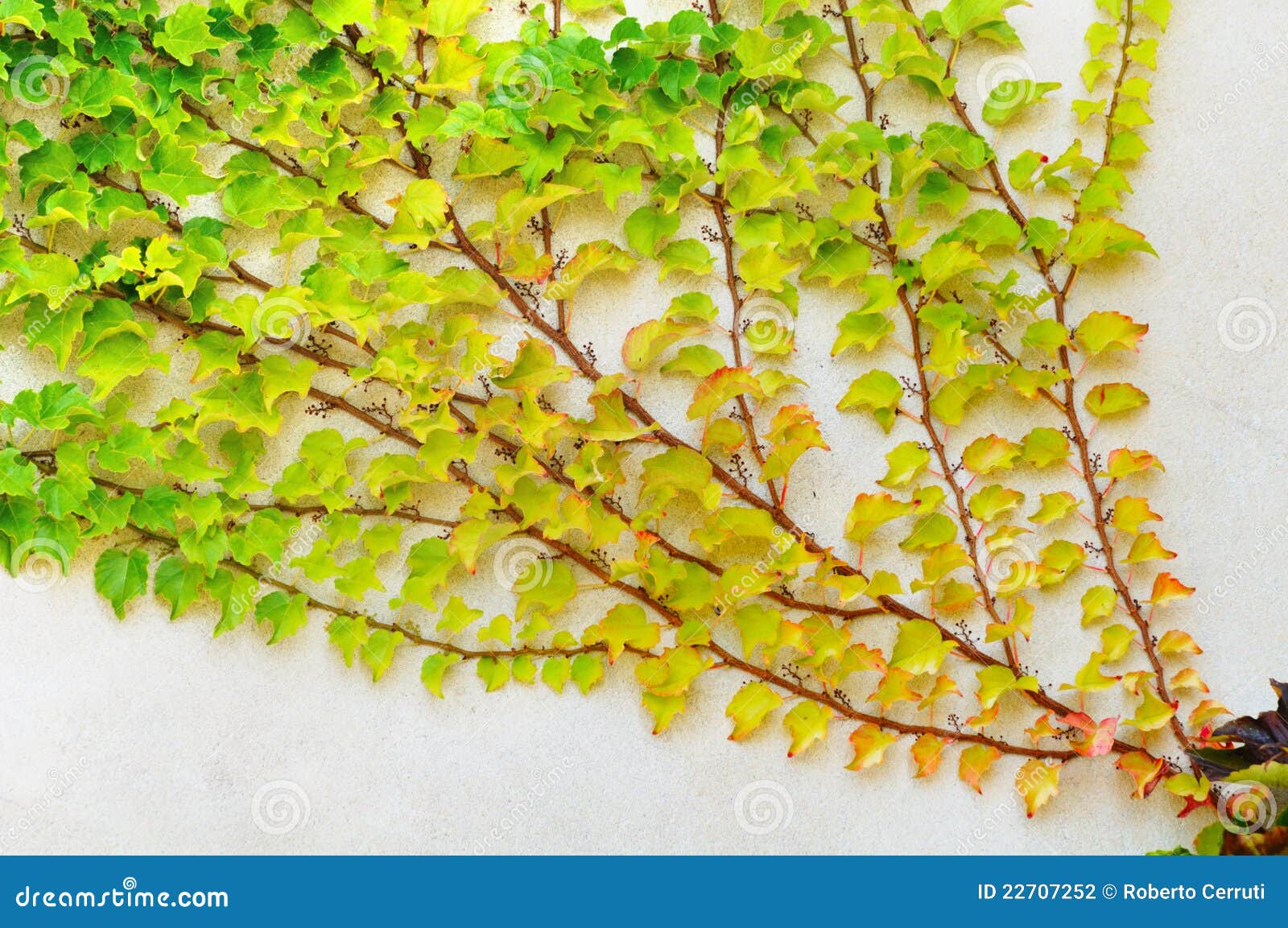 Ivy Branch on a White Plastered Wall Stock Photo - Image of vegetal ...