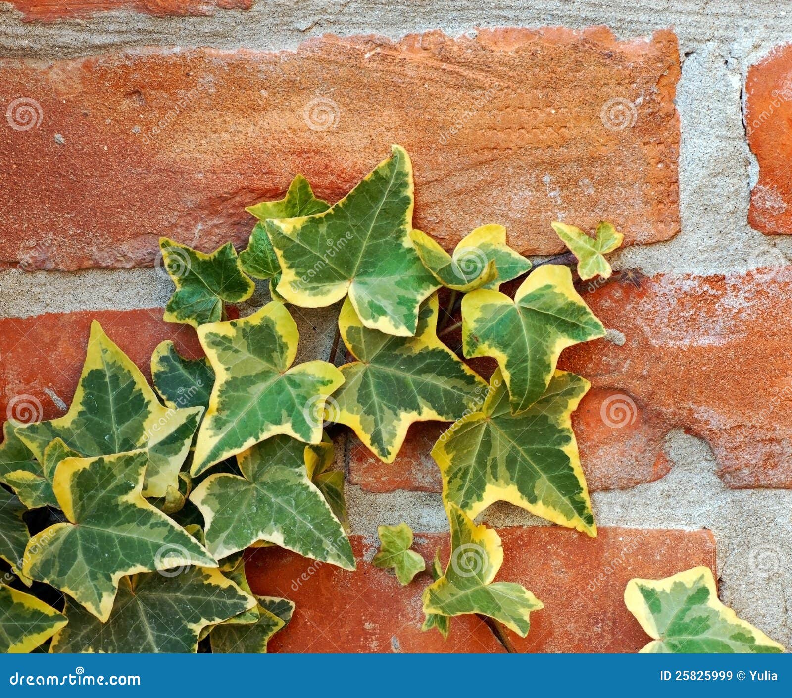 Ivy on brick wall stock image. Image of brick, twig, growing - 25825999