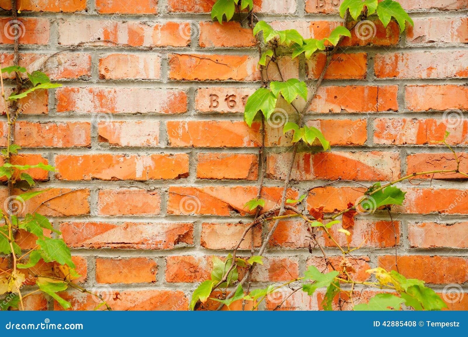 Ivy on a brick wall stock photo. Image of building, patterns - 42885408